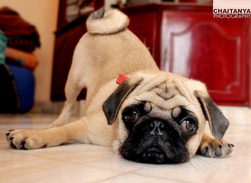 Photos Of Funny Doggie Yoga Poses - Doggie Outpost