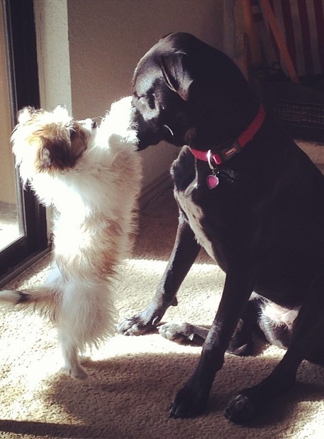 Dogs Saying Hello To Each Other - Doggie Outpost