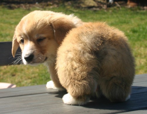 [VIDEO] Cute Corgi Wiggle - Doggie Outpost