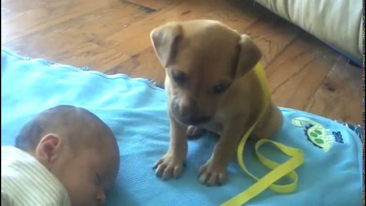 [VIDEO] Puppy Falling Asleep On Baby - Doggie Outpost