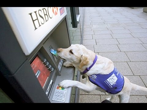 [VIDEO] Service Dog Uses ATM - Doggie Outpost