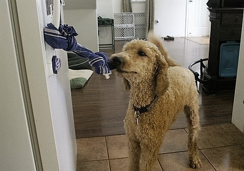 [VIDEO] Dogs That Know How To Open The Refrigerator - Doggie Outpost