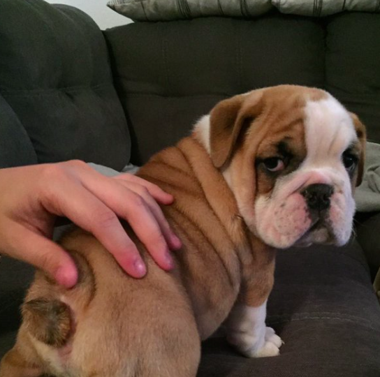 Photos Of Soft Sweet Puppies - Doggie Outpost