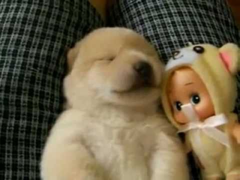[VIDEO] Puppy Talking With The Sweetest Voice In His Sleep - Doggie Outpost