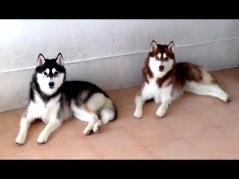 [VIDEO] Twin Dogs Move In Synchronicity - Doggie Outpost