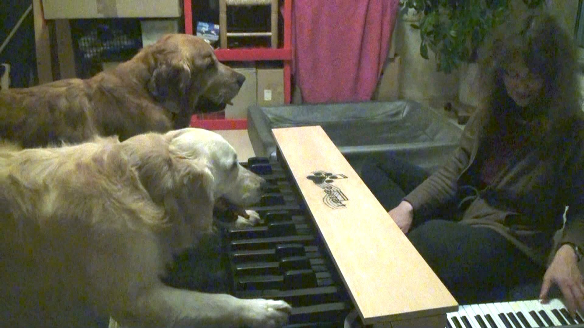 [VIDEO] Two Dogs Learn To Play Piano By Ear - Doggie Outpost