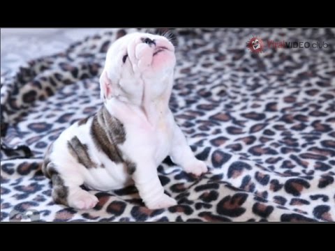 [VIDEO] Bulldog Puppy Is Learning To Howl - Doggie Outpost