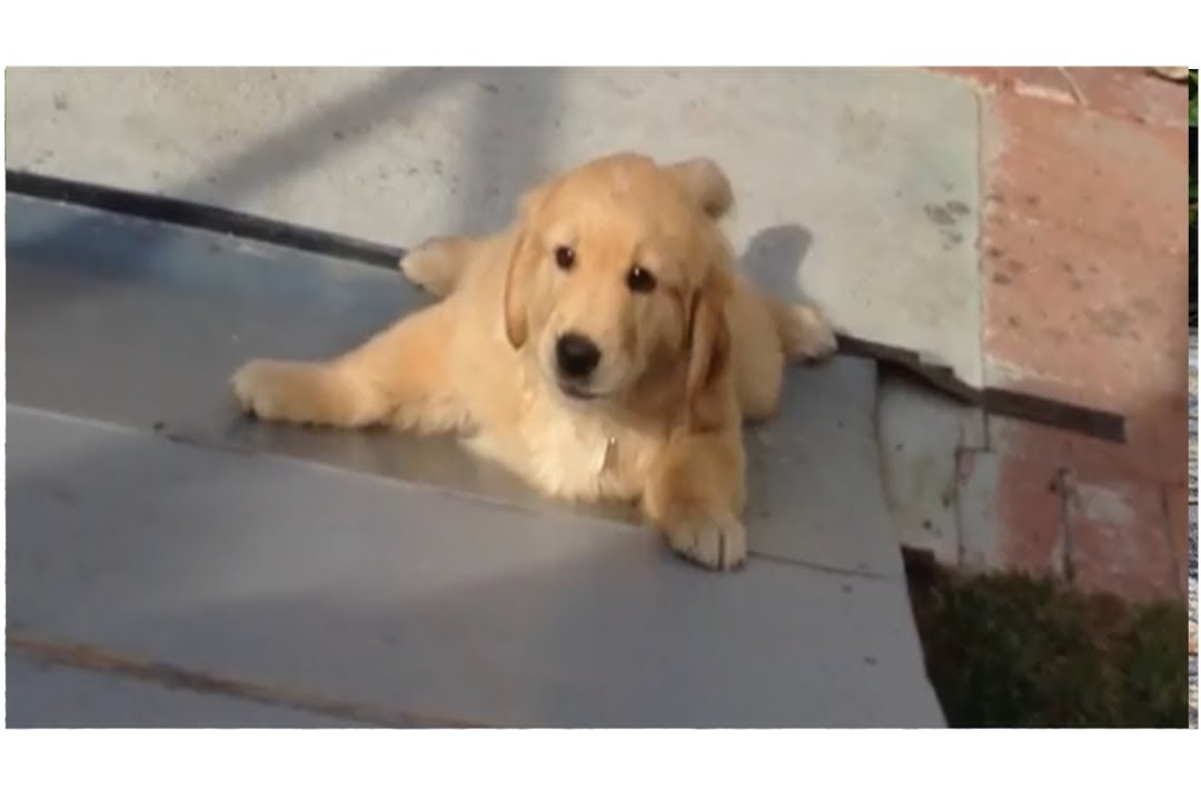 [VIDEO] Golden Retriever Puppy Sliding Down Ramp - Doggie Outpost