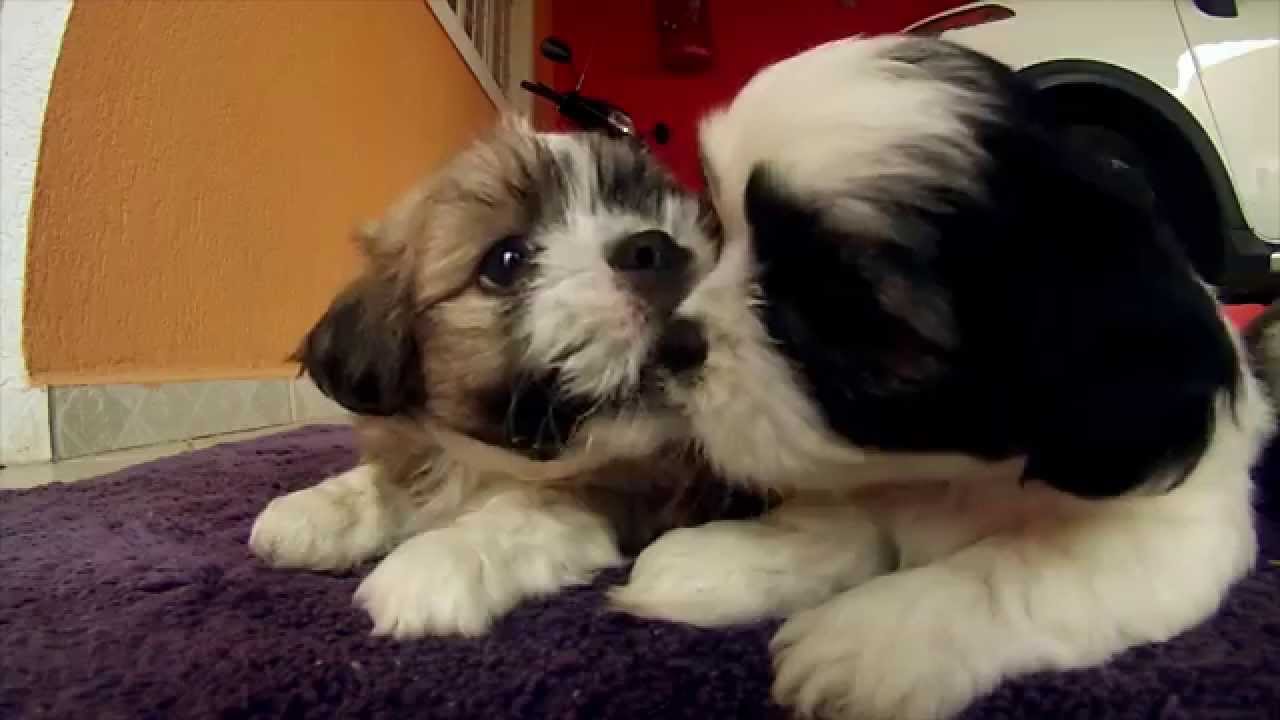 [VIDEO] Lhasa Apso Puppies Hanging Out With Happy People - Doggie Outpost