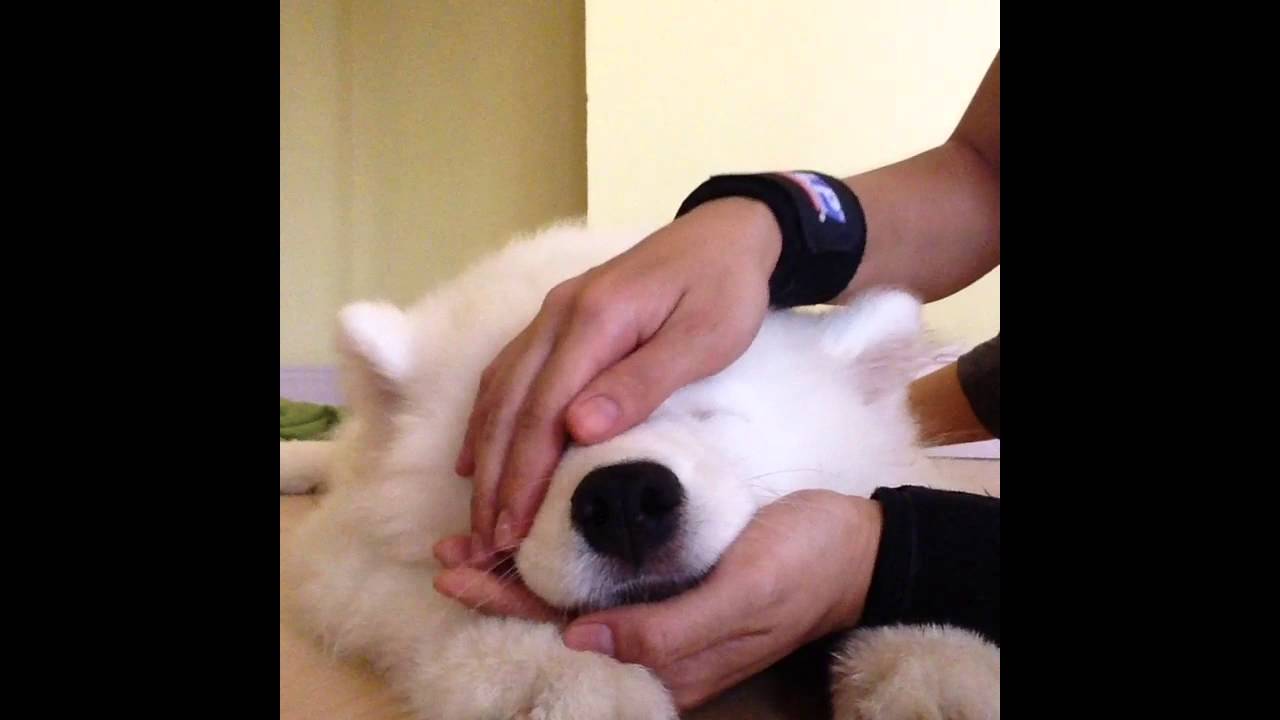 [VIDEO] This Samoyed Enjoying A Head Massage - Doggie Outpost
