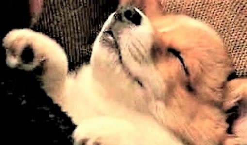 [VIDEO] The Sweetest Corgi Good Night Video–CLICK image to watch video ...