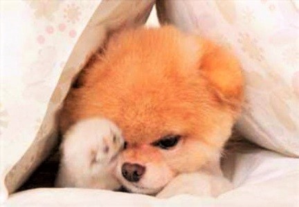 [VIDEO] Boo The Pomeranian In His Favorite Activities – Doggie Outpost
