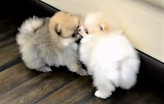 [VIDEO] 2 Pomeranian Puppies Hopping Like Bunnies – Doggie Outpost