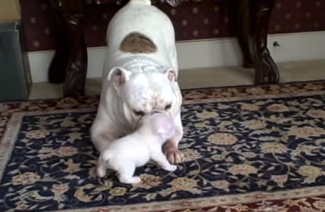 [VIDEO] Bulldog Mama Encouraging Her Puppy To Play - Doggie Outpost