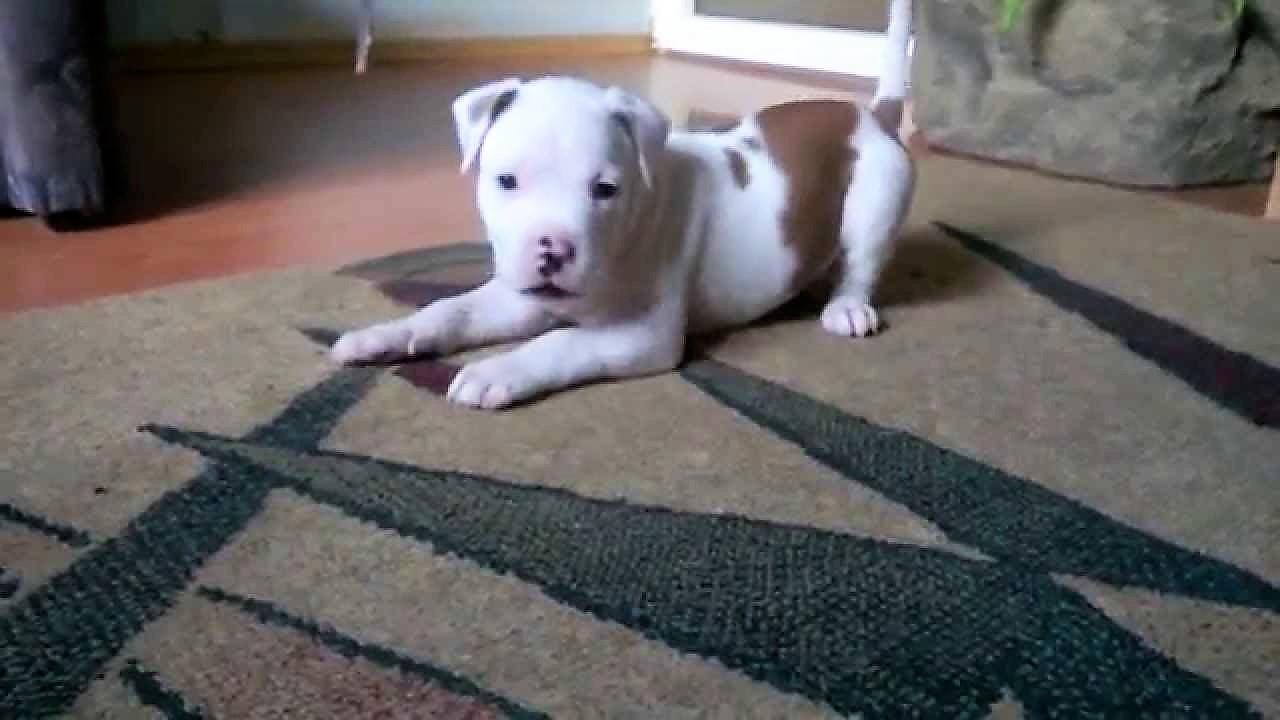 [VIDEO] A Playful American Staffordshire Terrier Puppy - Doggie Outpost