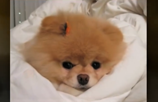 [VIDEO] Boo The Pomeranian In His Favorite Activities - Doggie Outpost