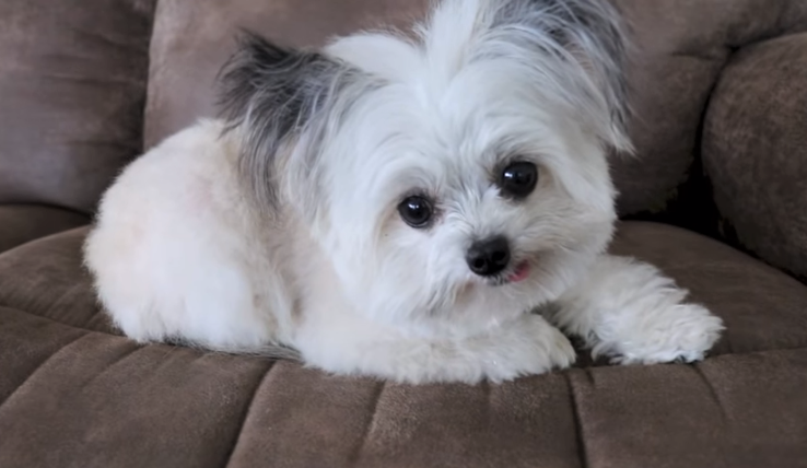 [VIDEO] Norbert Shows Us Several Tricks He Knows - Doggie Outpost