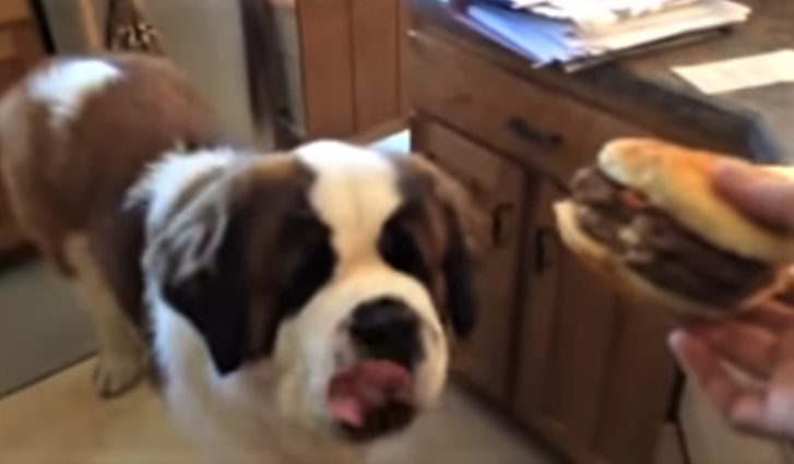 [VIDEO] Watch This St. Bernard Finish A Burger In Two Bites - Doggie ...