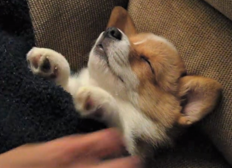 [VIDEO] The Sweetest Corgi Good Night Video-CLICK image to watch video ...