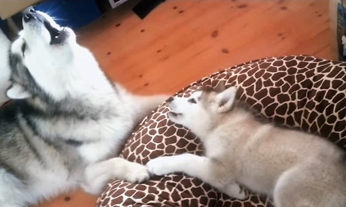Alaskan Malamute puppy learning to sing
