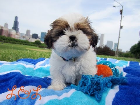 [VIDEO] 8-Week-Old Shih Tzu Coming Home - Doggie Outpost