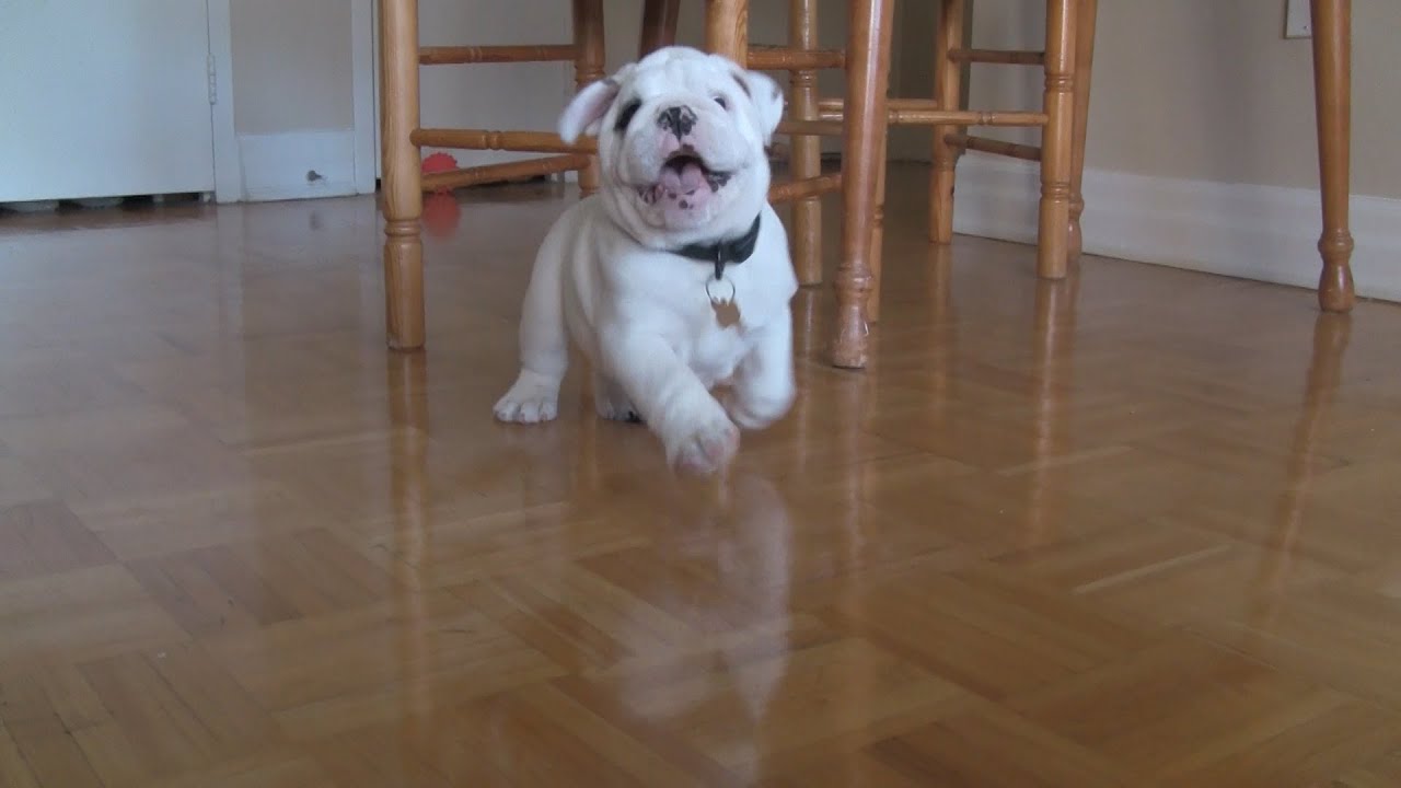 [VIDEO] Bulldog Puppy Playing With His Toys - Doggie Outpost