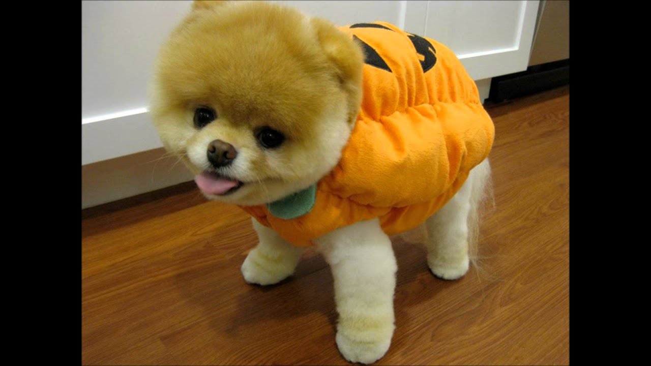 [VIDEO] Boo's First Video - Doggie Outpost