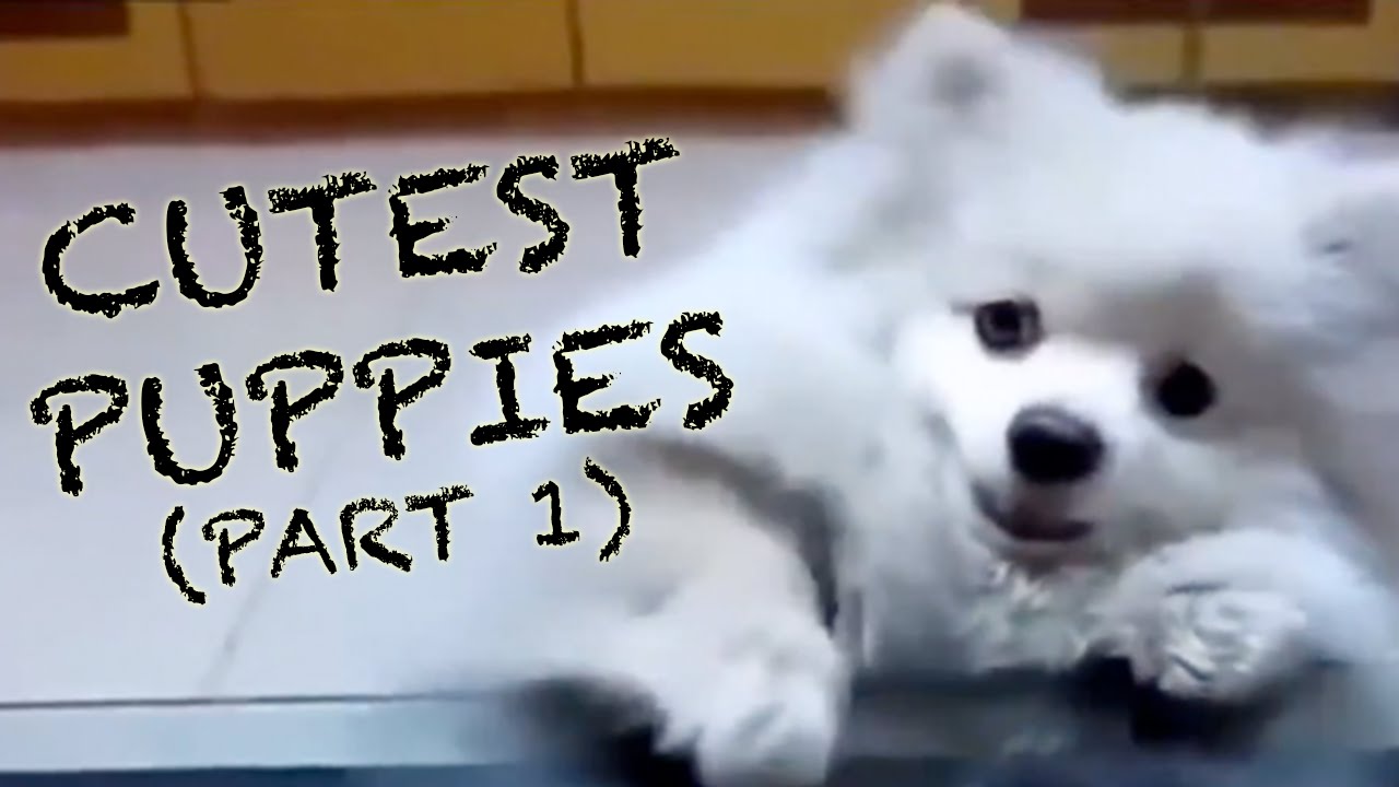 [VIDEO] Compilation Of Puppies Doing Something Cute - Doggie Outpost