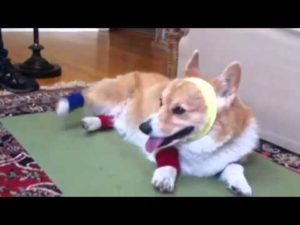 [VIDEO] Corgi Does Fitness Exercise – Doggie Outpost