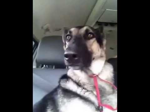 [VIDEO] German Shepherd Dancing With Ears - Doggie Outpost