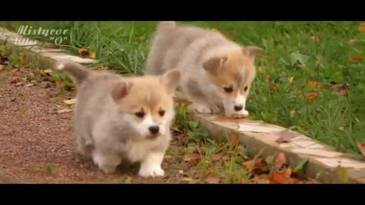 [VIDEO] Happy 6-Weeks-Old Corgi Puppies Playing - Doggie Outpost