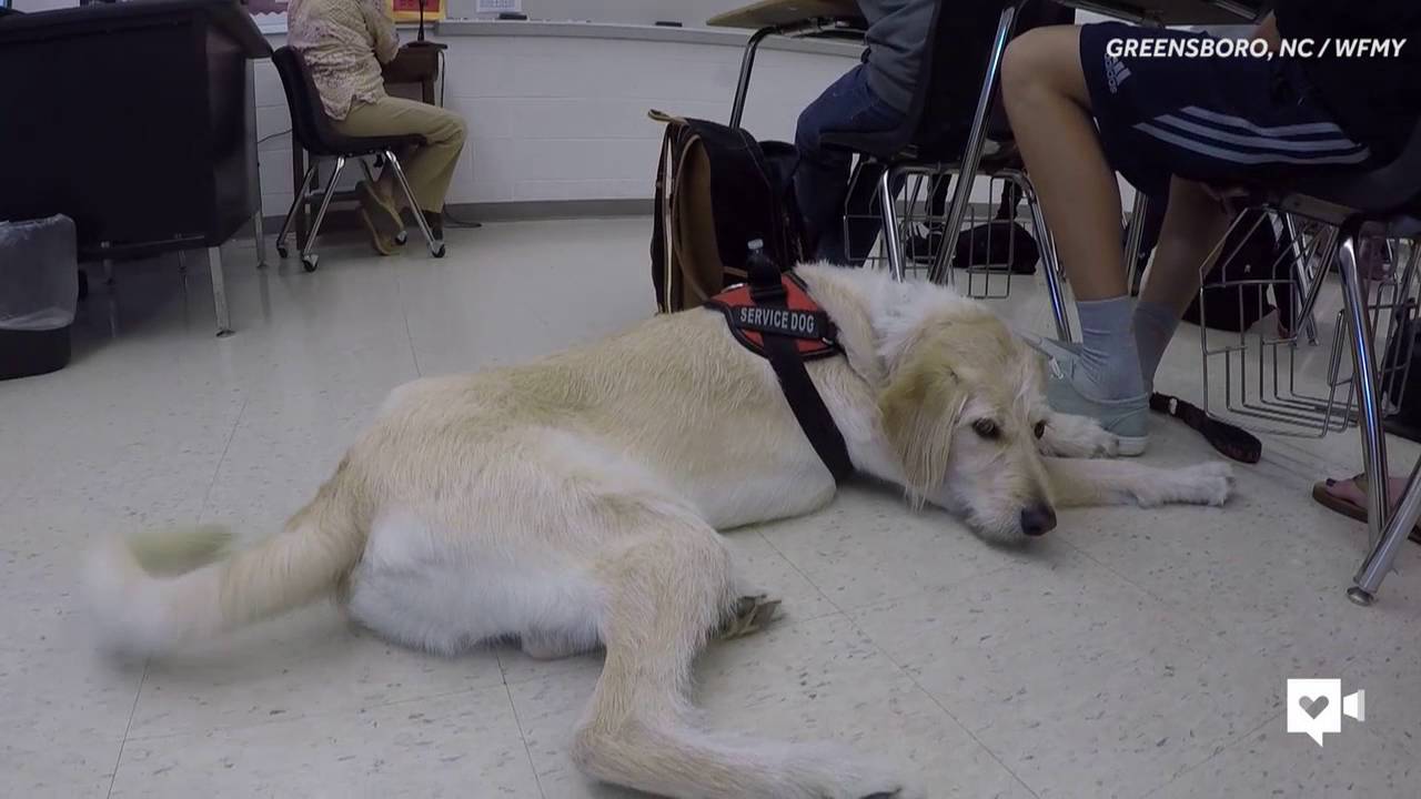 [VIDEO] High School Student Includes His Service Dog In Yearbook Photo ...