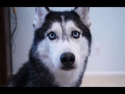 [VIDEO] Mishka The Husky Sings A New Song - Doggie Outpost