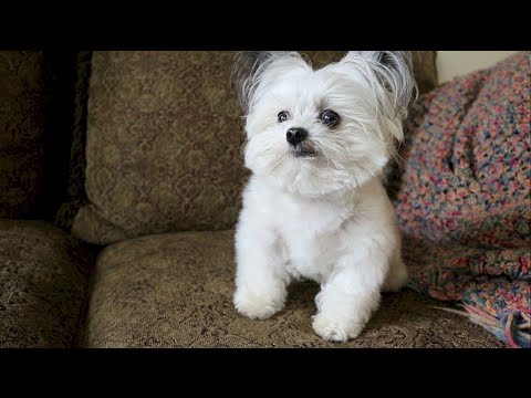 [VIDEO] Norbert The Dog Shows Us How To Savor Food - Doggie Outpost