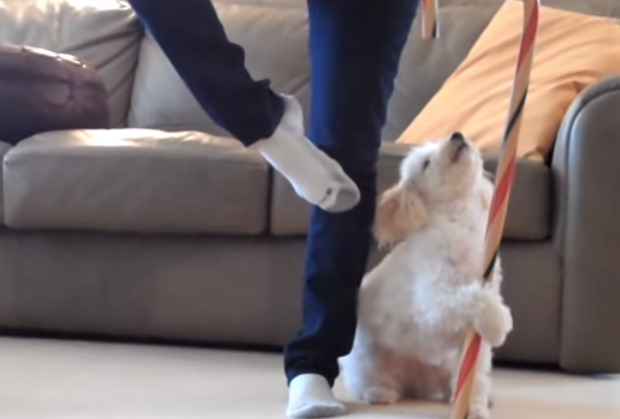 [VIDEO] Poodle Doing Impressive Tricks - Doggie Outpost