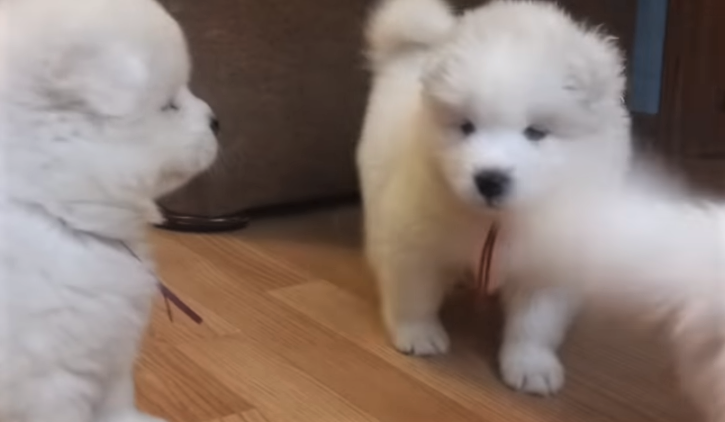 [VIDEO] Samoyed Puppies Talking - Doggie Outpost
