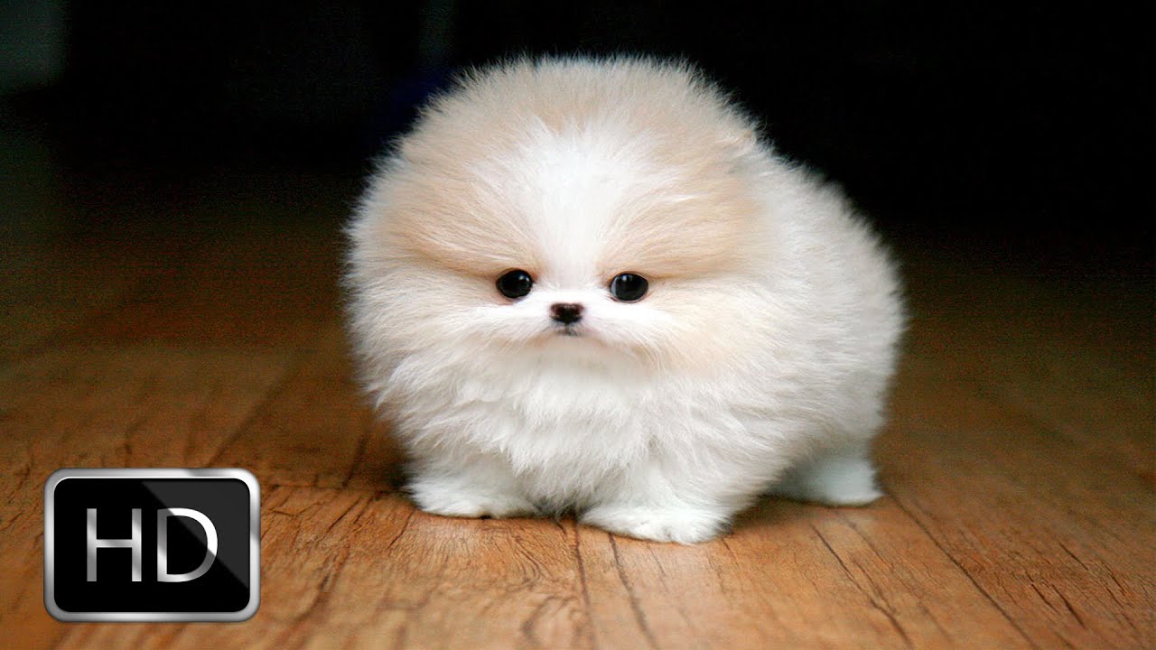[VIDEO] Start Your Day With These Happy Fluffy Puppies - Doggie Outpost