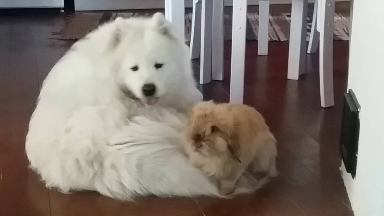 [VIDEO] This Samoyed Is Playing Lovingly With A Bunny Friend - Doggie ...