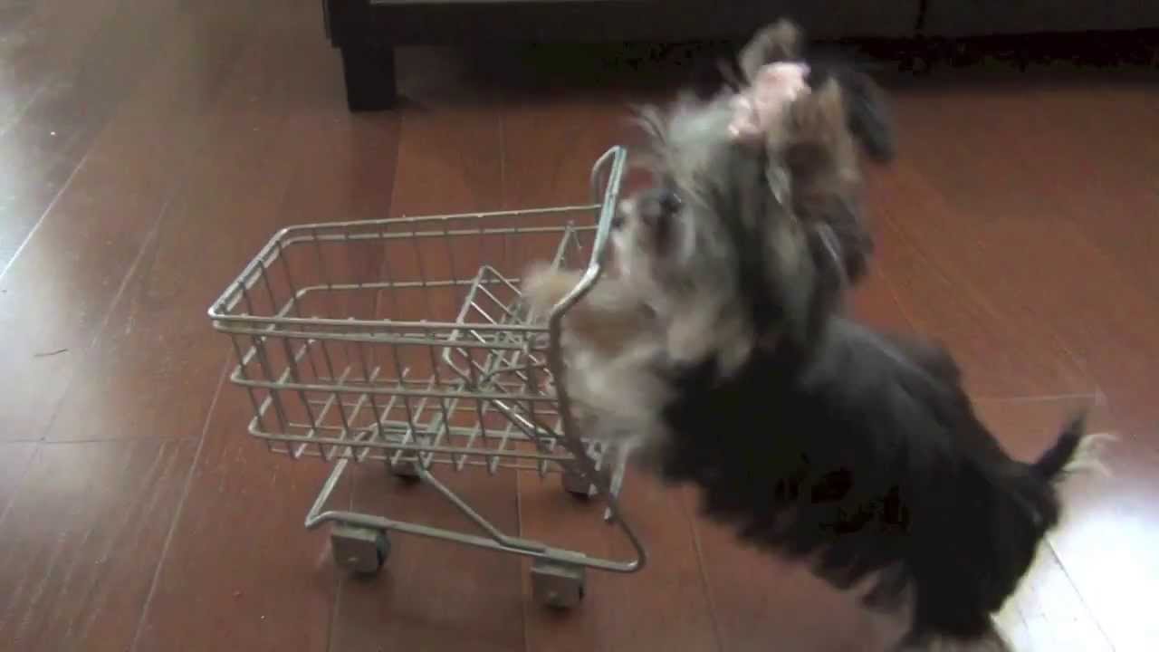 [VIDEO] This Smart Yorkie Puppy Has Many Skills - Doggie Outpost