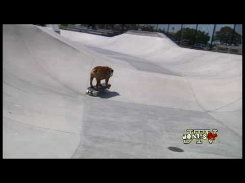 [VIDEO] Tillman The Bulldog Skateboarding Champion - Doggie Outpost