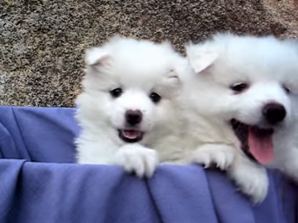 [VIDEO] American Eskimo Puppies Playing - Doggie Outpost