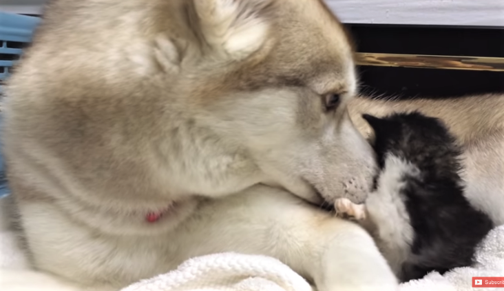 Husky nursing kitten to health
