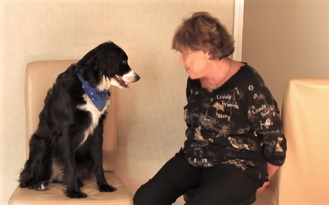 [VIDEO] Border Collie Doing Math Problems - Doggie Outpost