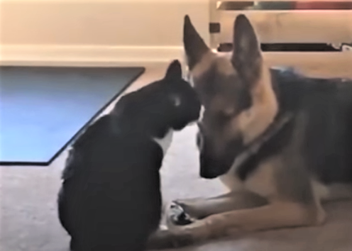 [VIDEO] Watch How This Cat Cares For a German Shepherd - Doggie Outpost