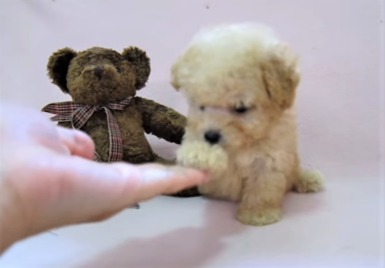 [VIDEO] Toy Poodle Puppy Learning To Shake Hands – Doggie Outpost