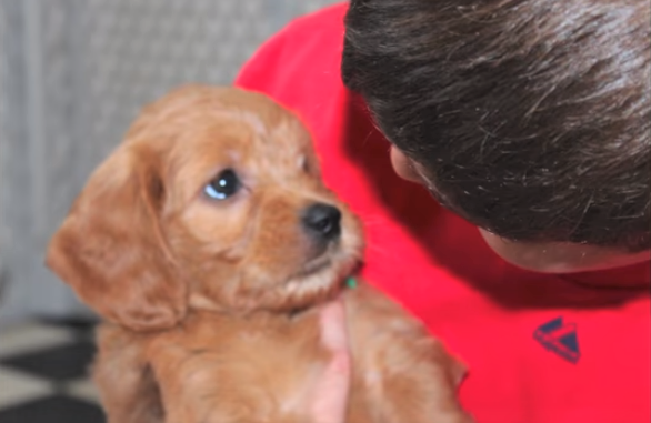 Family choosing their Goldendoodle puppy