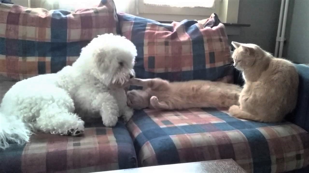 [VIDEO] Bichon Frise Playing With Cats - Doggie Outpost