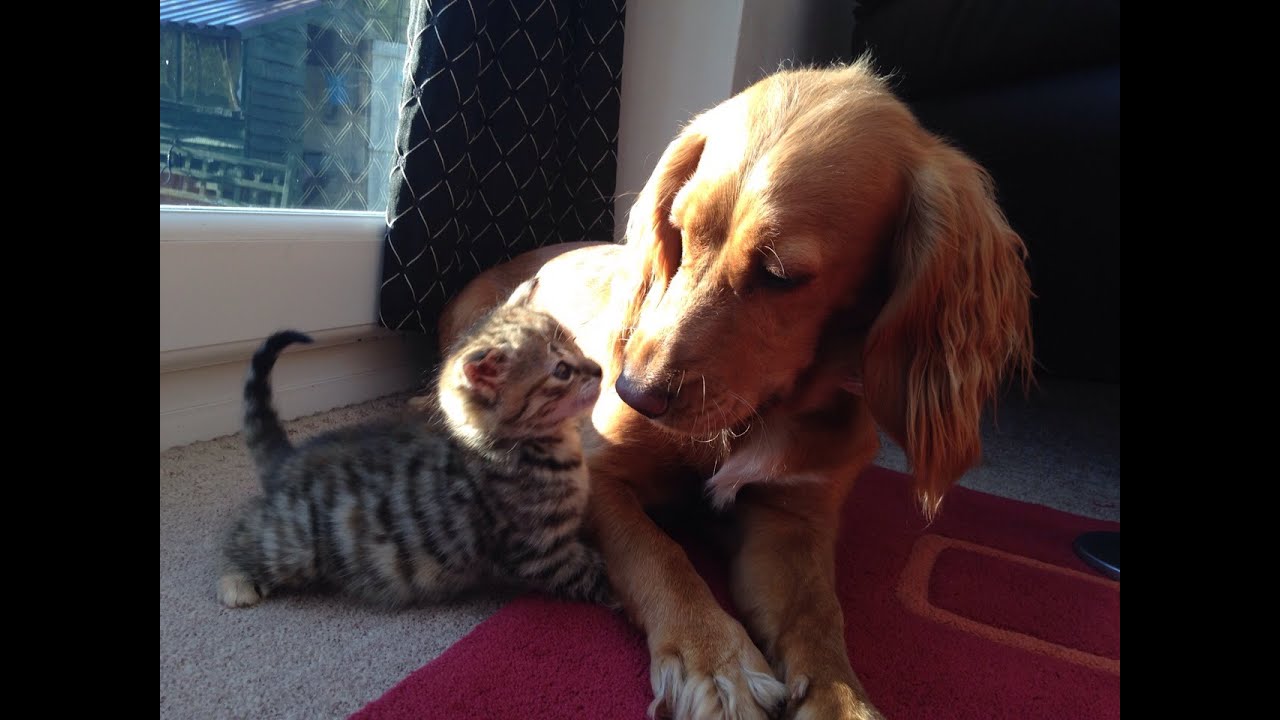 [VIDEO] Friendship Between A Dog And A Kitten - Doggie Outpost